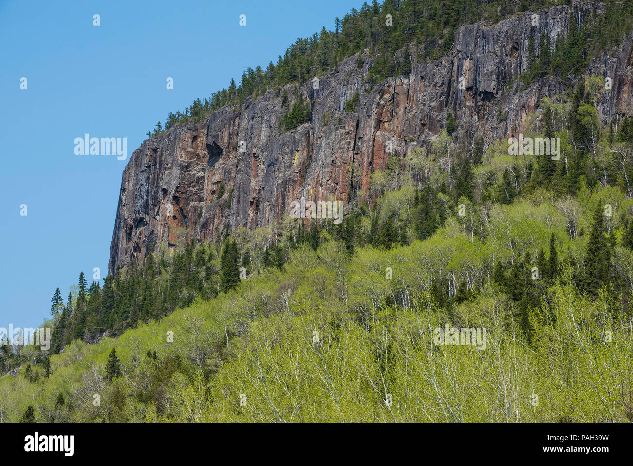 Kama Hills Provincial Nature Preserve, Aspen Trees, Spring, Ontario ...