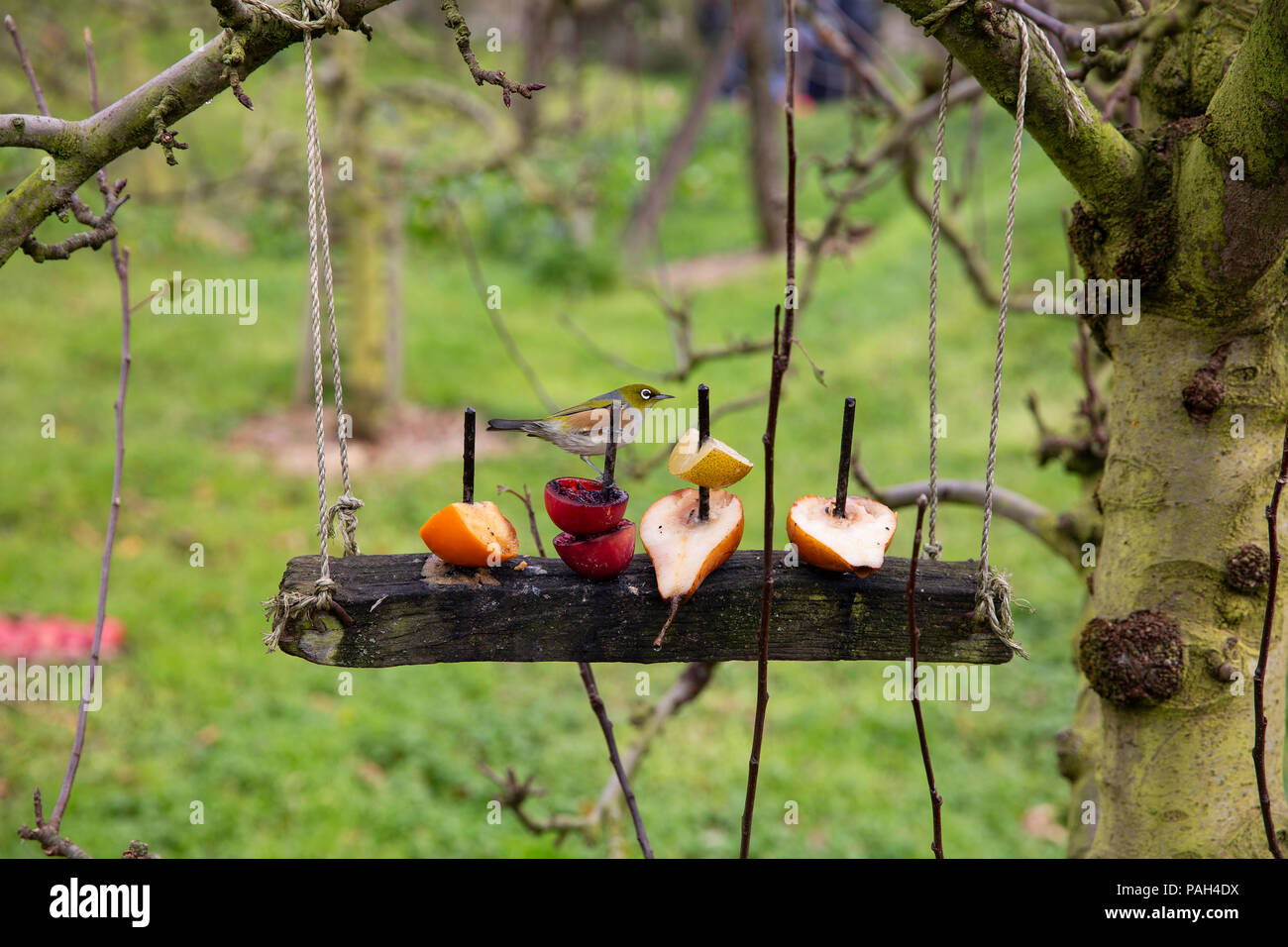 Bird eating fruit Stock Photo - Alamy