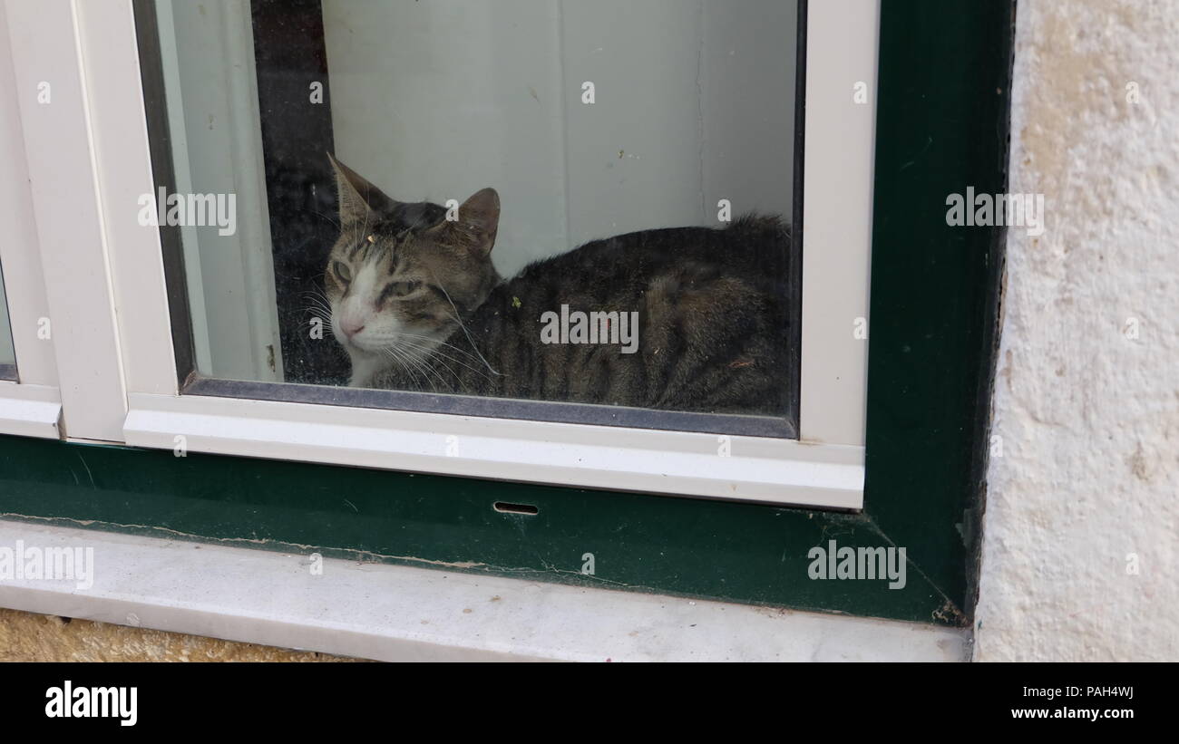 A grumpy cat glaring out of the window sill Stock Photo - Alamy