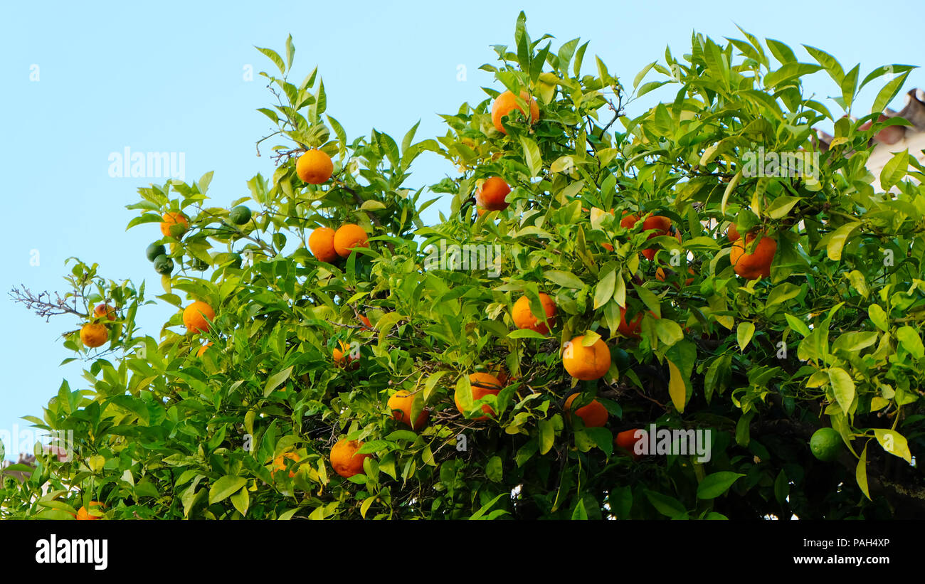 Oranges at plant hi-res stock photography and images - Alamy