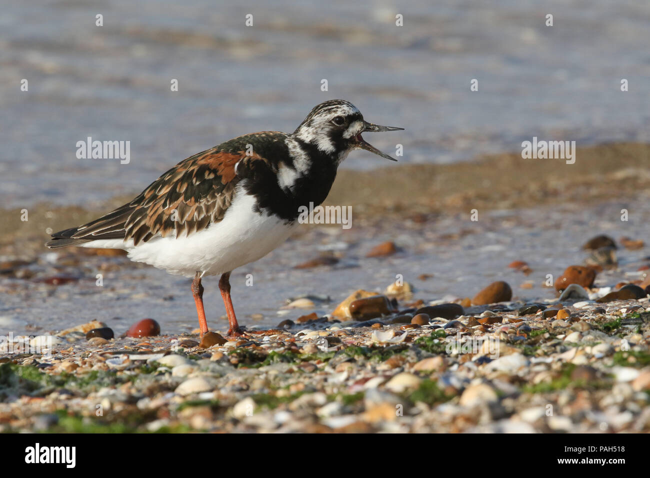 A pretty Turnstone (Arenaria interpres) standing on the shoreline at ...