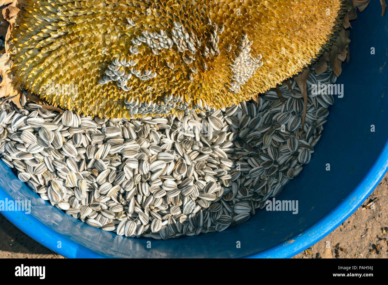 Empty seedhead hi-res stock photography and images - Alamy