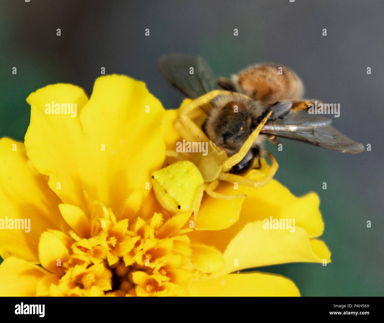 Dwarf spider hi-res stock photography and images - Alamy