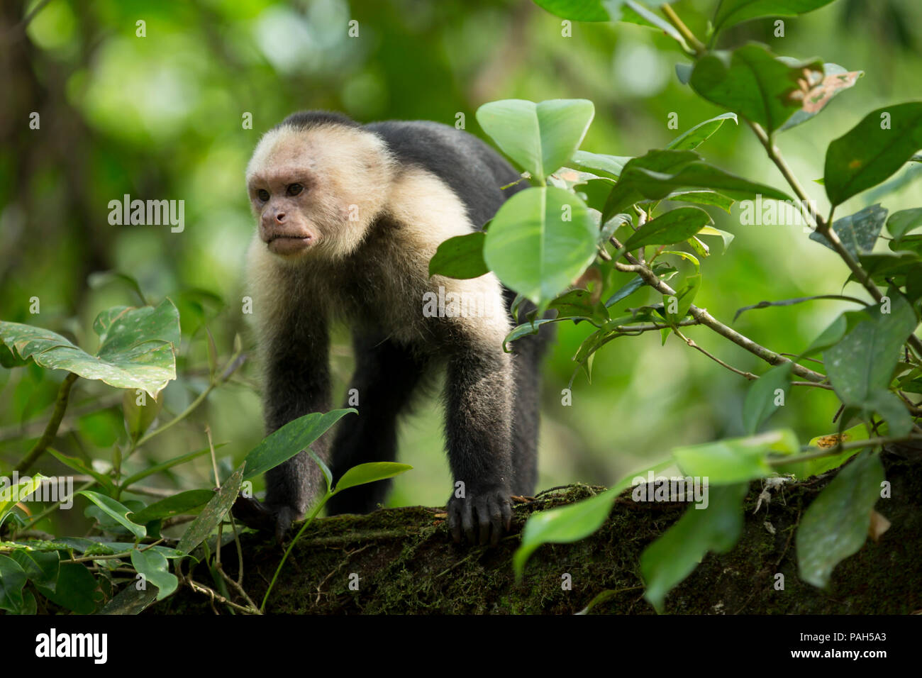Capuchin monkey, Isla Gorgona, Colombia Stock Photo - Alamy