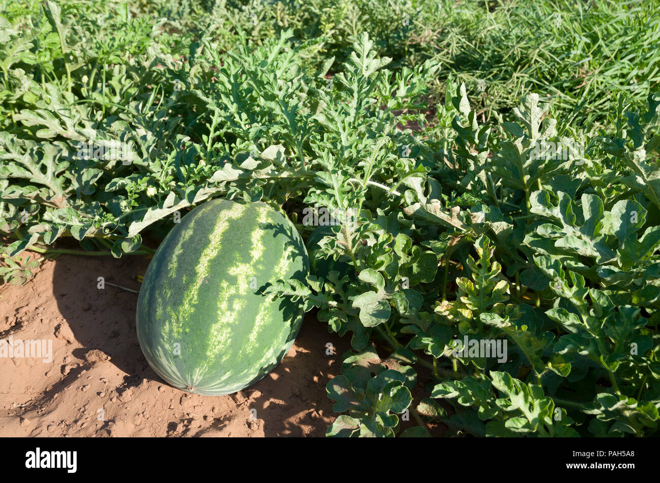 Watermelon vine hi-res stock photography and images - Alamy