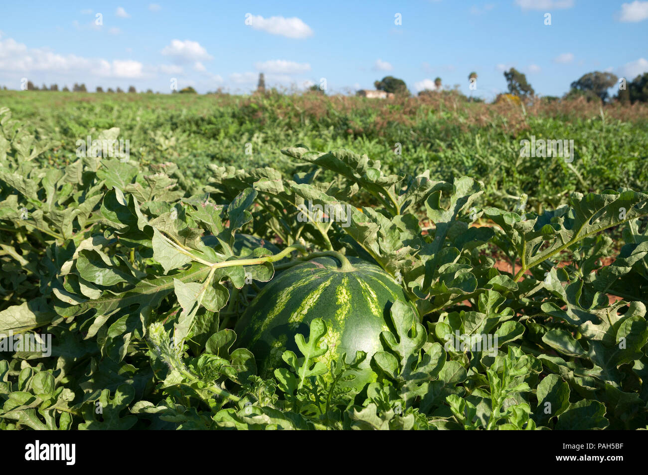 Watermelon fields in picking season Stock Photo - Alamy