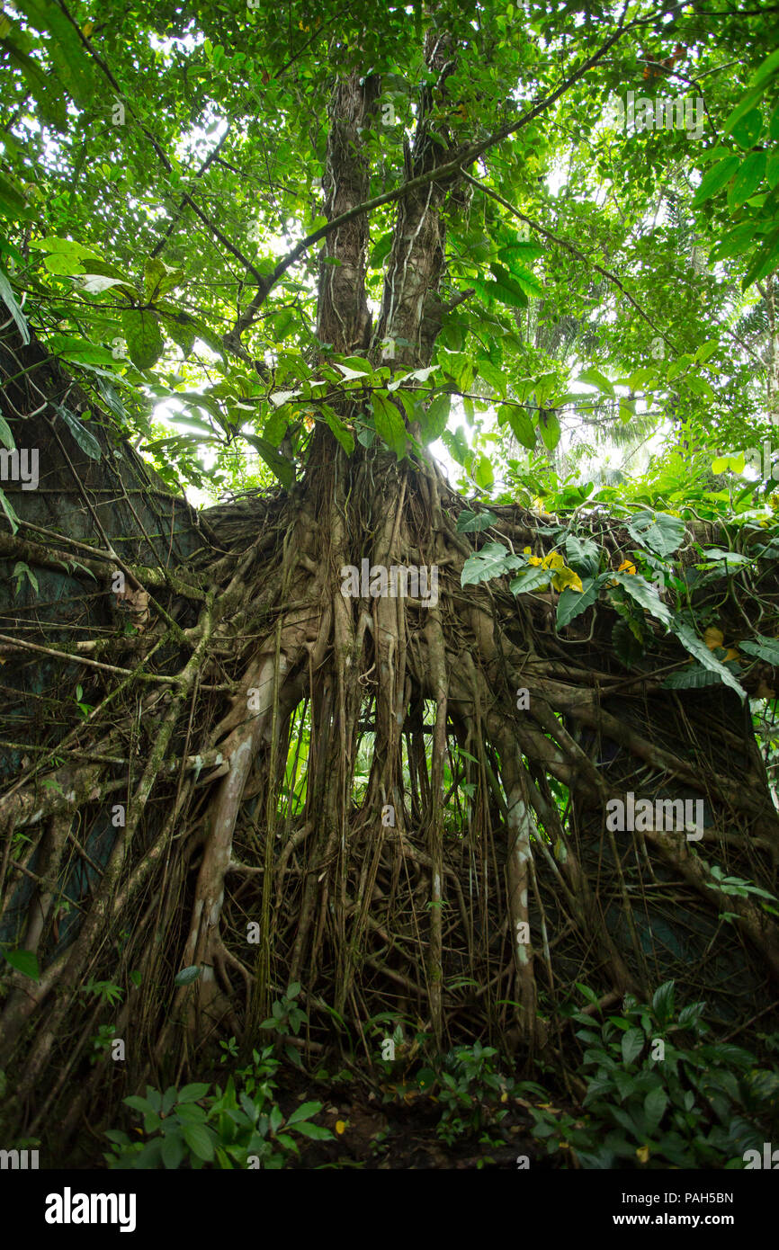 Trees growing over an old prison on Gorgona Island, Colombia Stock ...