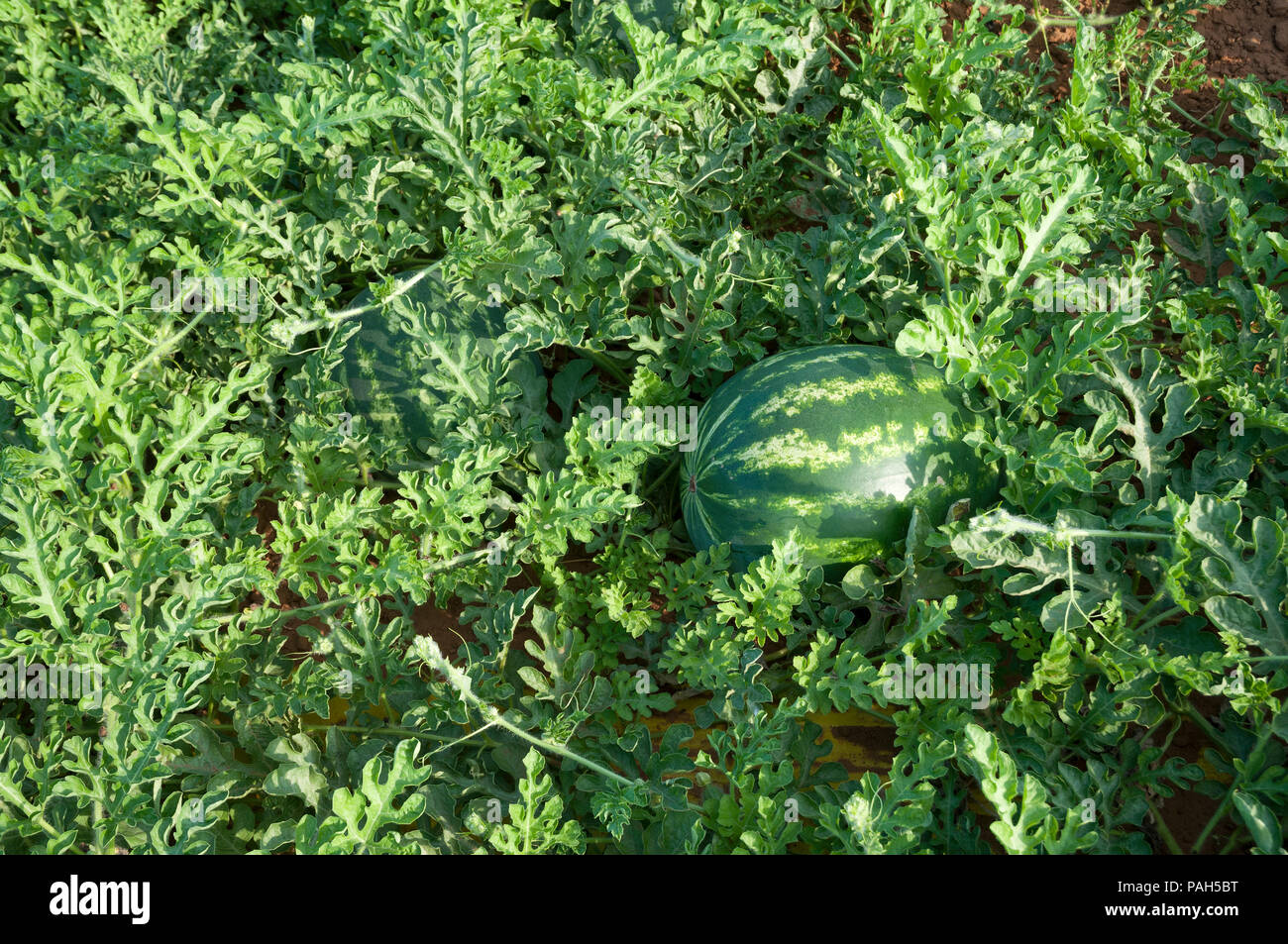 Watermelon fields in picking season Stock Photo - Alamy
