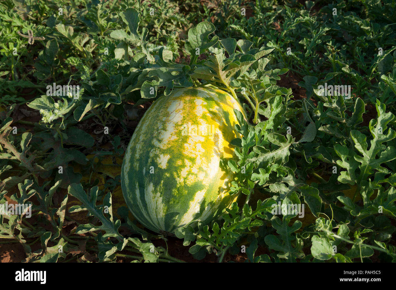 Watermelon Fields High Resolution Stock Photography and Images - Alamy