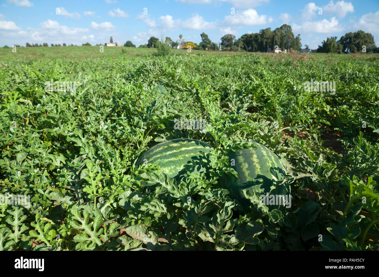 Watermelon fields in picking season Stock Photo - Alamy