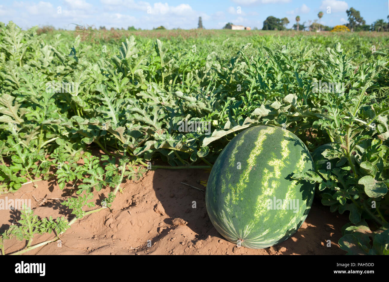Watermelon fields in picking season Stock Photo - Alamy