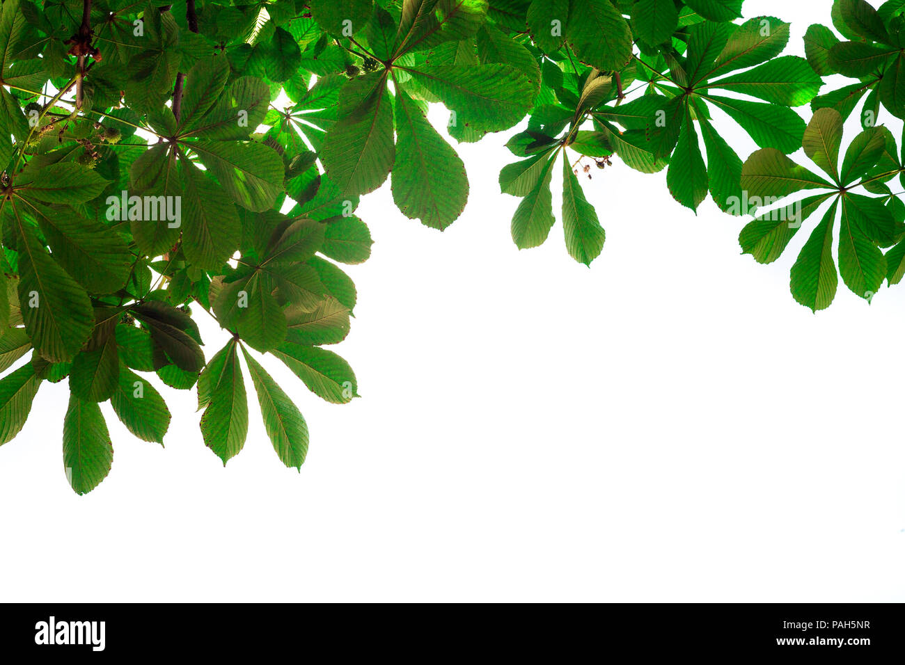 natural frame of tree with green leaf texture and empty space in the ...