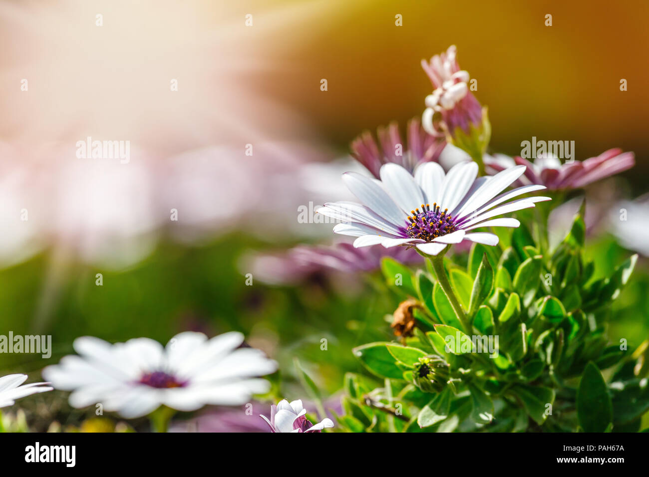 A clump of hardy African daisy, Osteospermum plants Stock Photo - Alamy