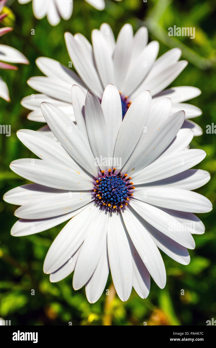 A clump of hardy African daisy, Osteospermum plants Stock Photo - Alamy