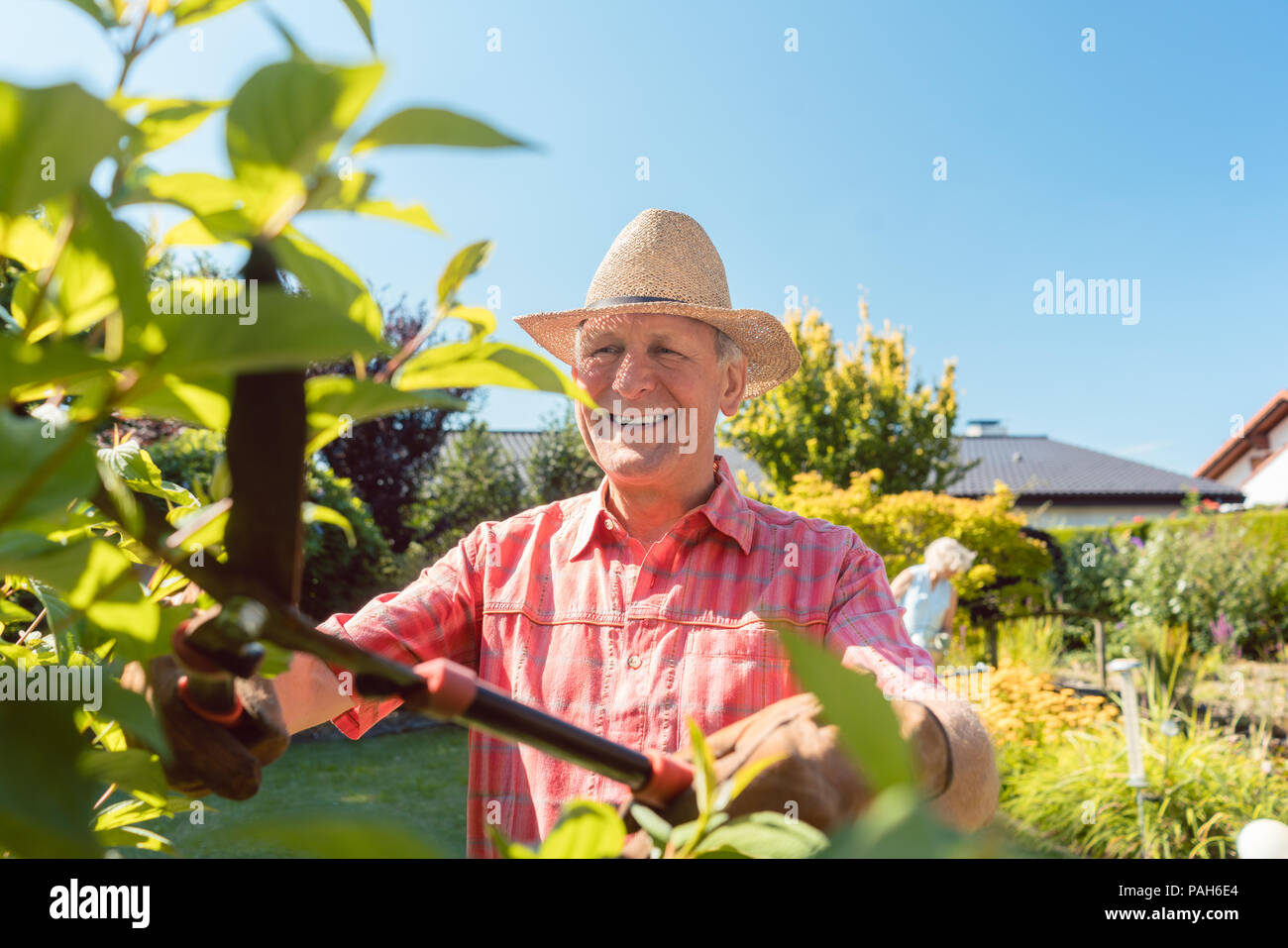 Senior man trimming hedge hi-res stock photography and images - Alamy