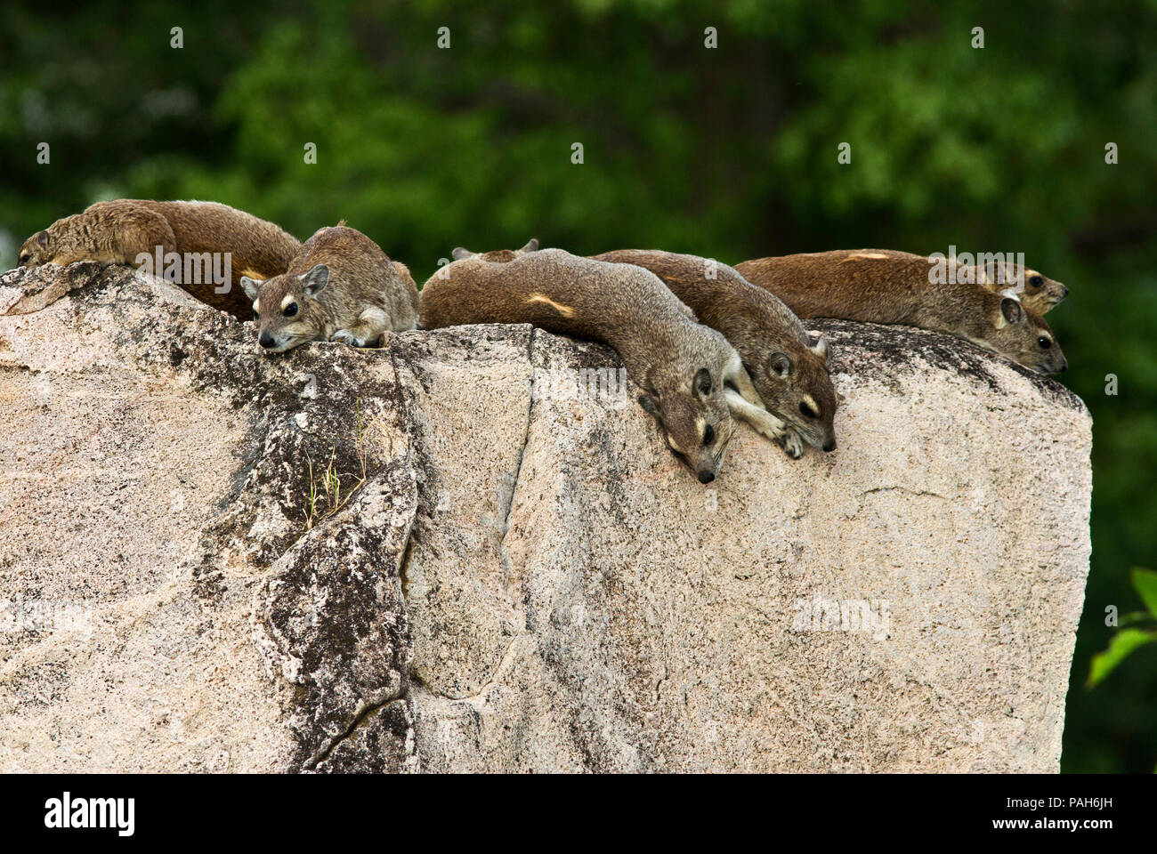 Meternal care hi-res stock photography and images - Alamy