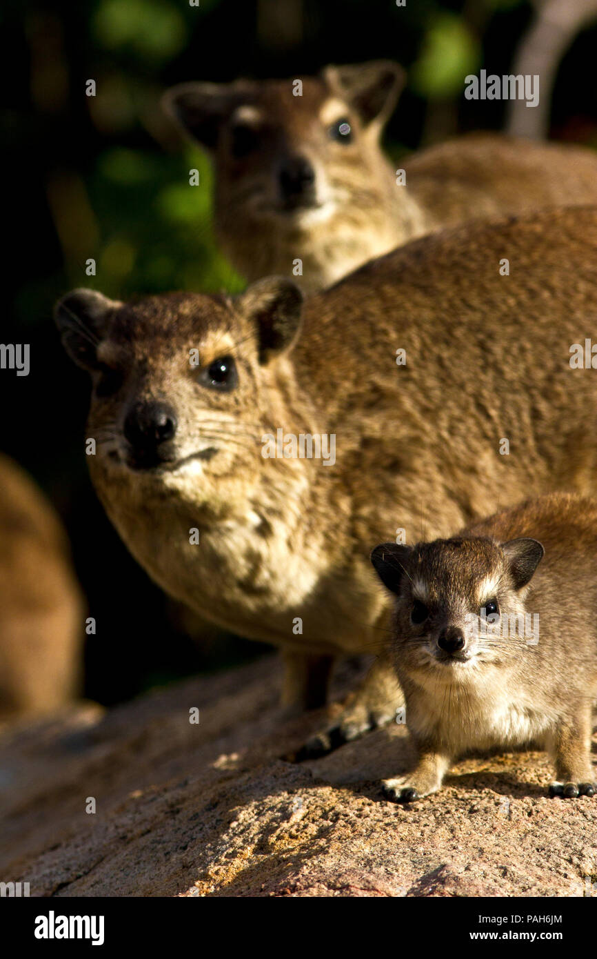 Relative to elephant hi-res stock photography and images - Alamy