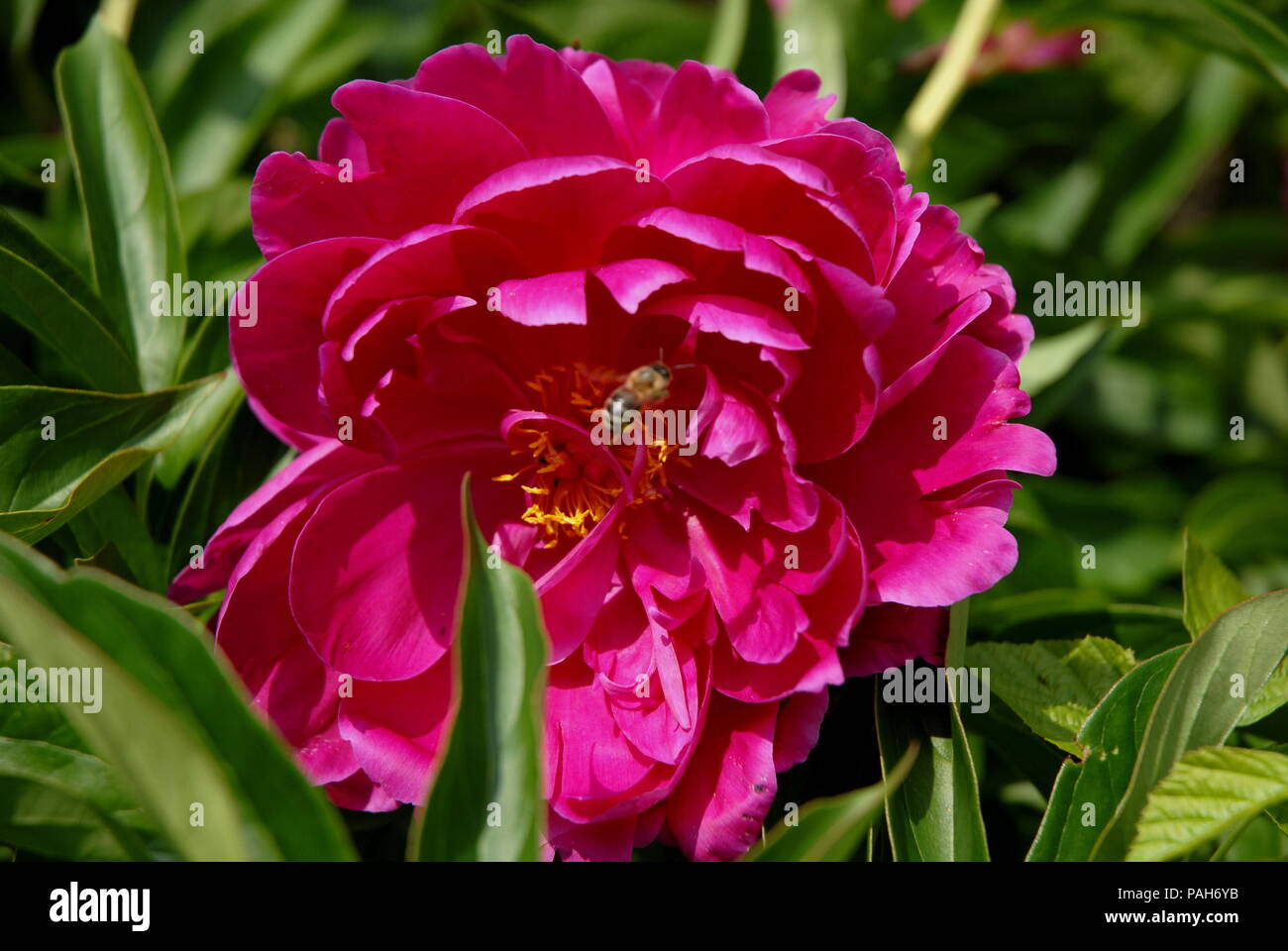 Pink Peony with Honey Bee closeup Stock Photo - Alamy