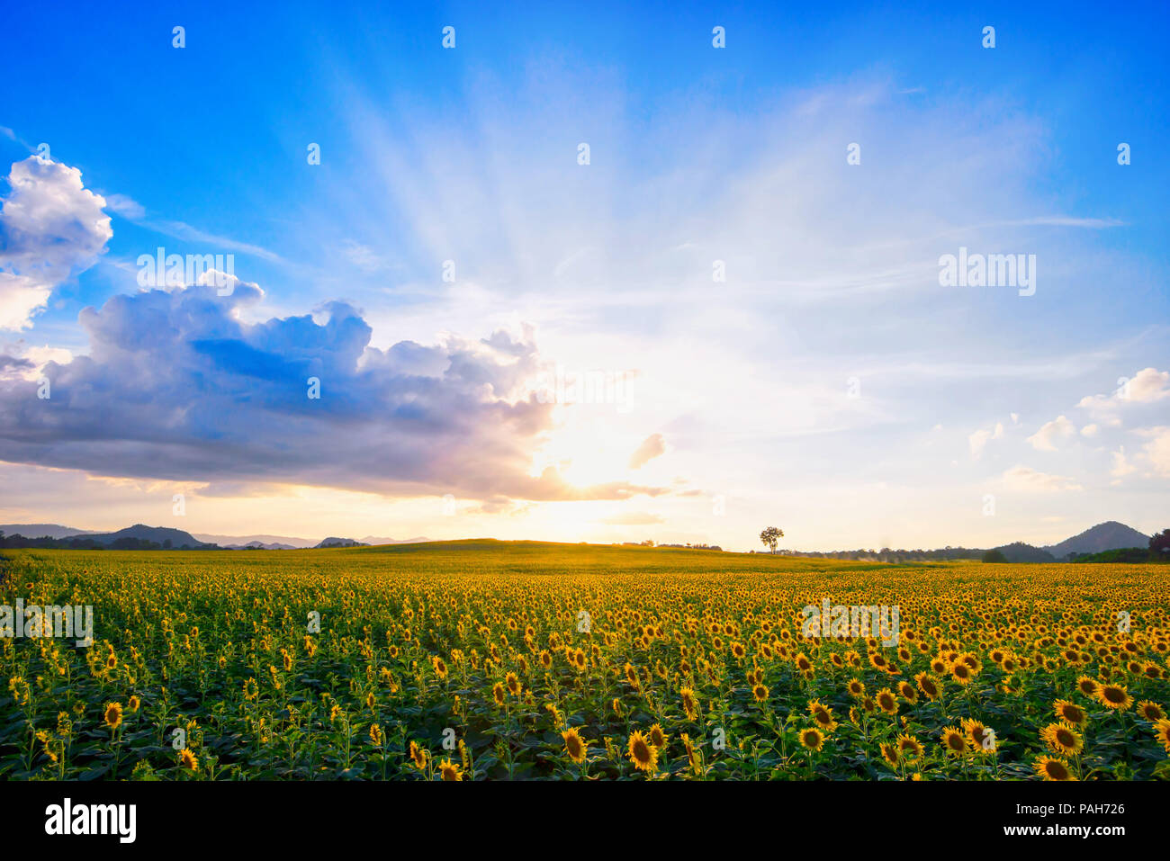 Sunflower fields bloom in Morning on the hill, with the sun shining ...