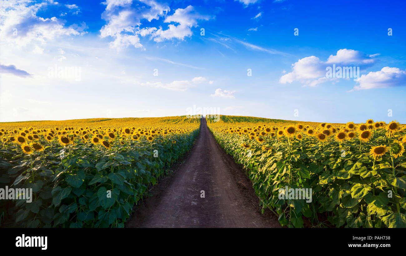 Pathway In Sunflower fields in Morning Stock Photo - Alamy