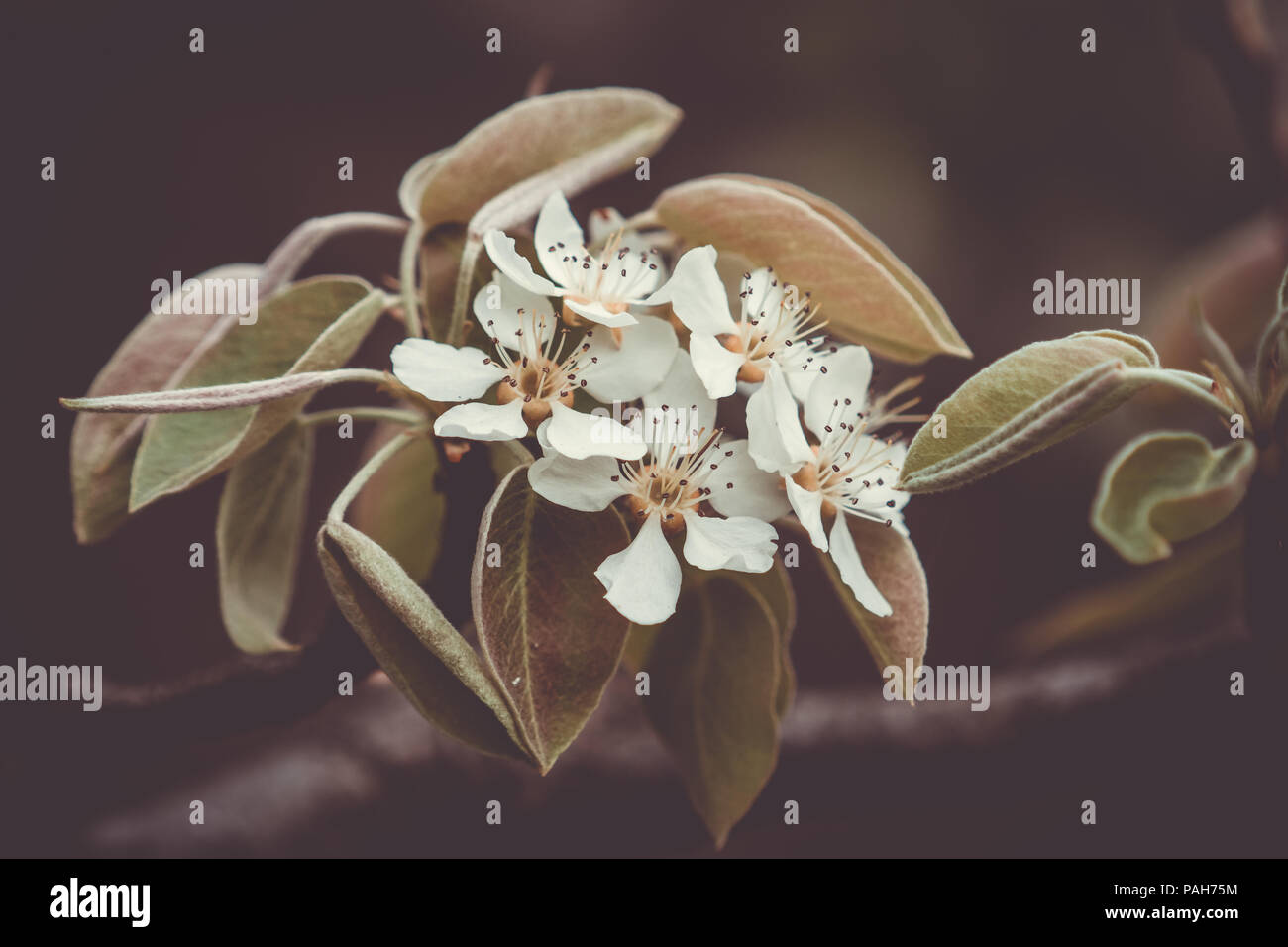 Matt White Flowers on Plum Background Stock Photo - Alamy
