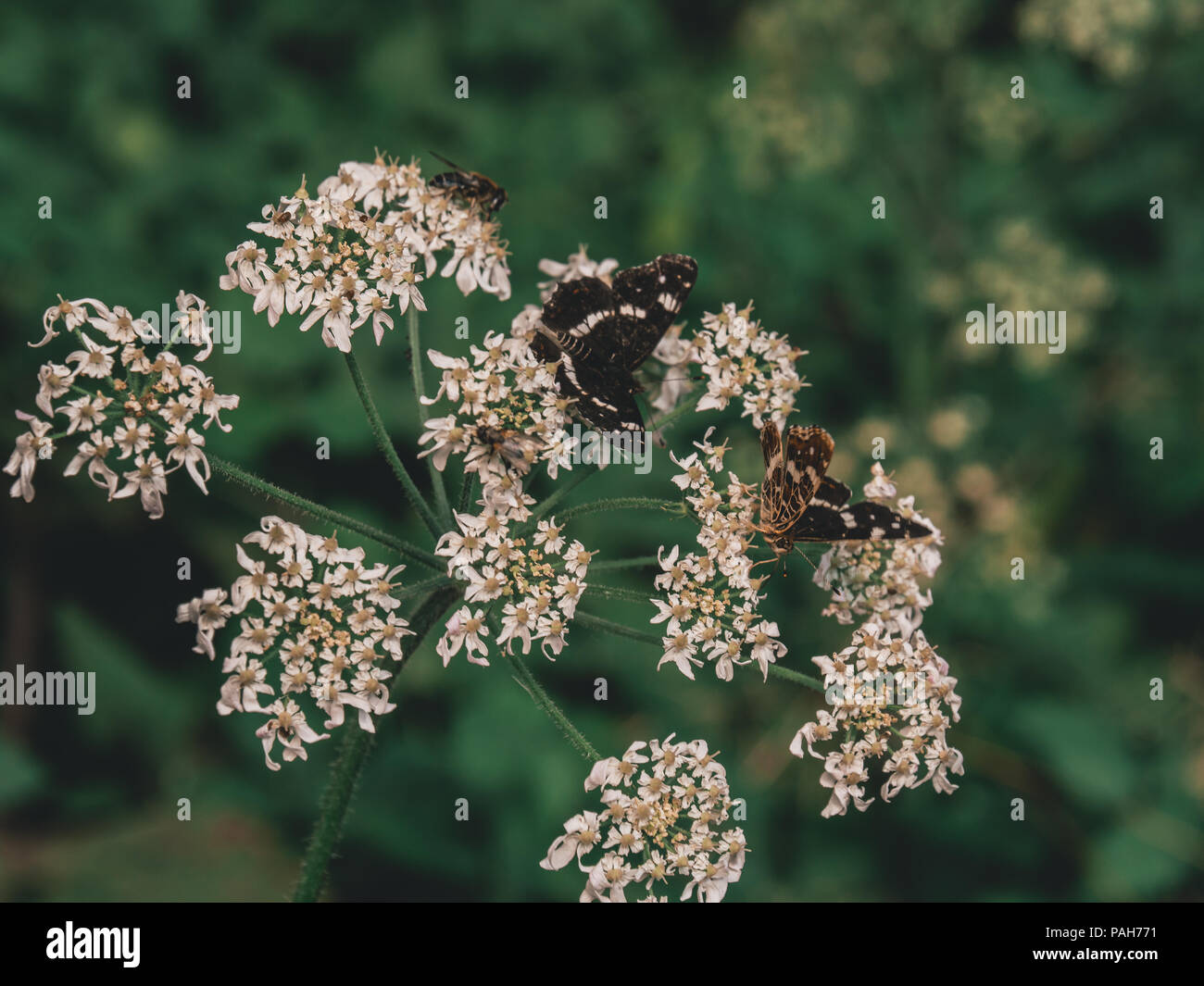 Many insects hi-res stock photography and images - Alamy