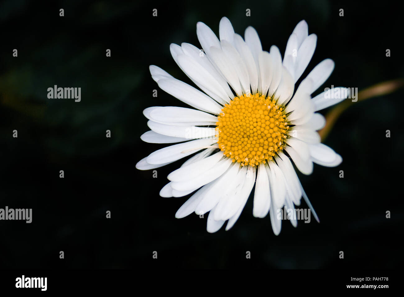 Daisy Black Background