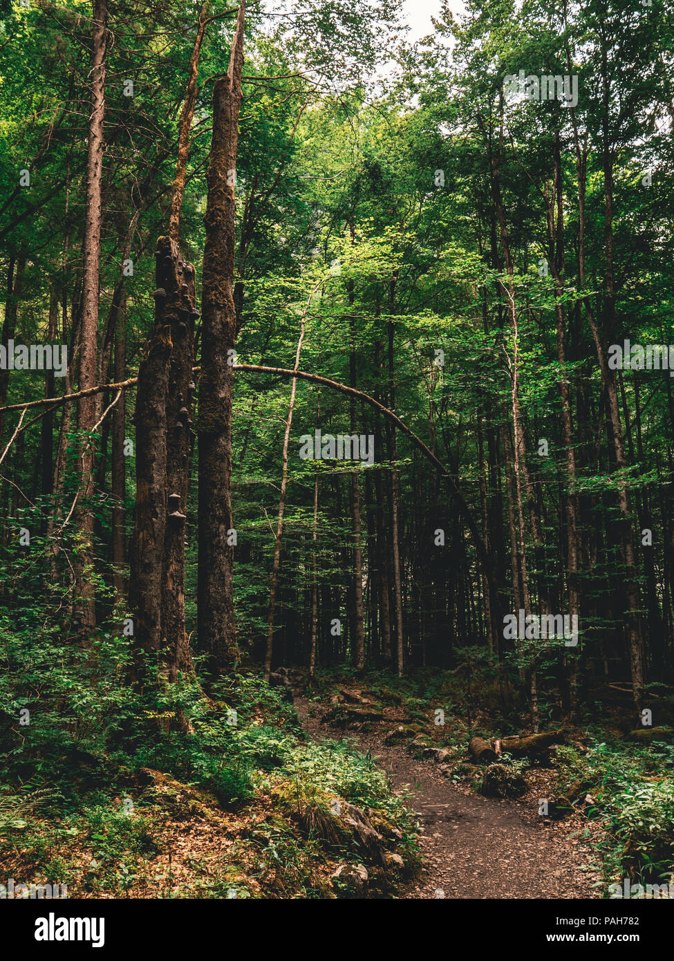 light floated forest vertical with hiking path and tree hangig over it ... light floated forest vertical with hiking path and tree hangig over it ...