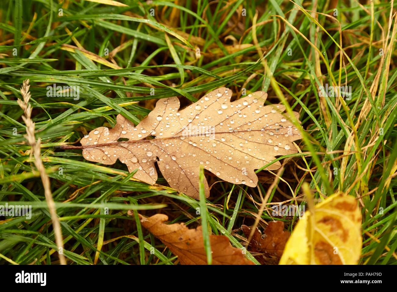 Fallen leaf on the ground Stock Photo - Alamy