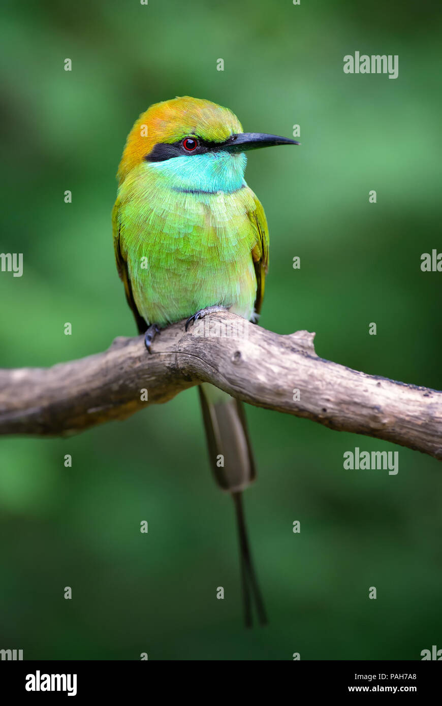 Little Green Bee-eater - Merops orientalis, beautiful colored bee-eater ...