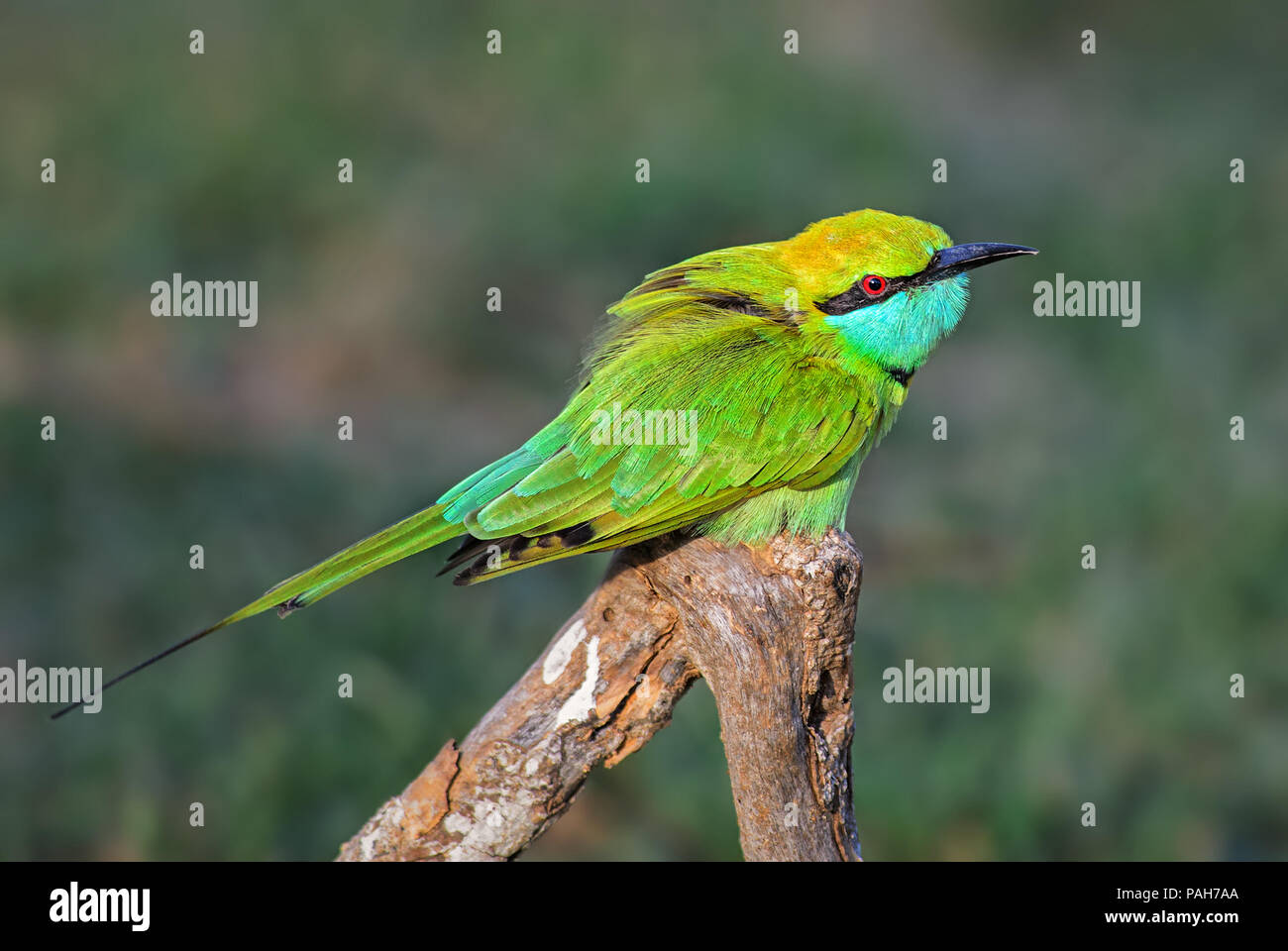 Little Green Bee-eater - Merops orientalis, beautiful colored bee-eater ...