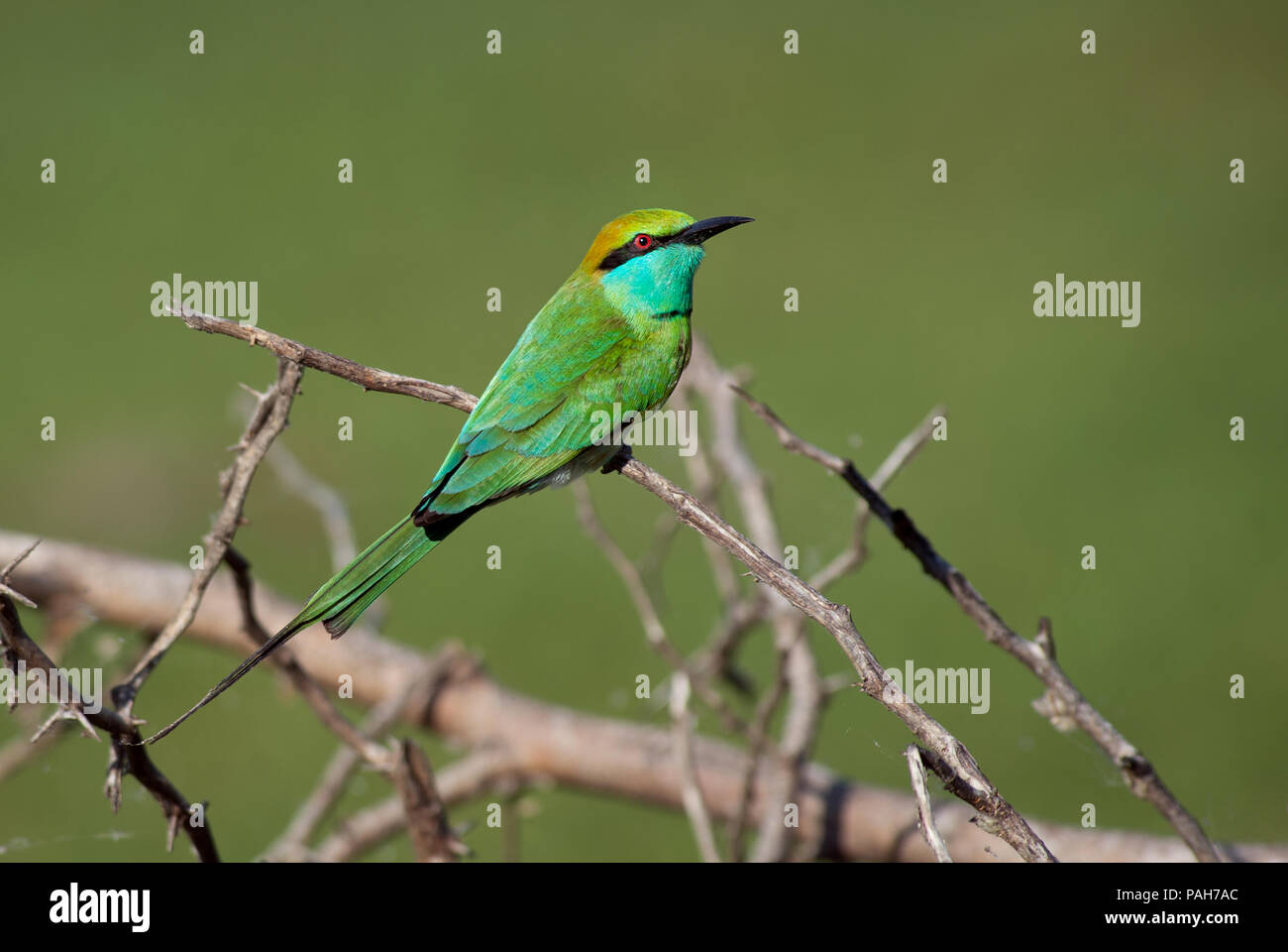 Little Green Bee-eater - Merops orientalis, beautiful colored bee-eater ...