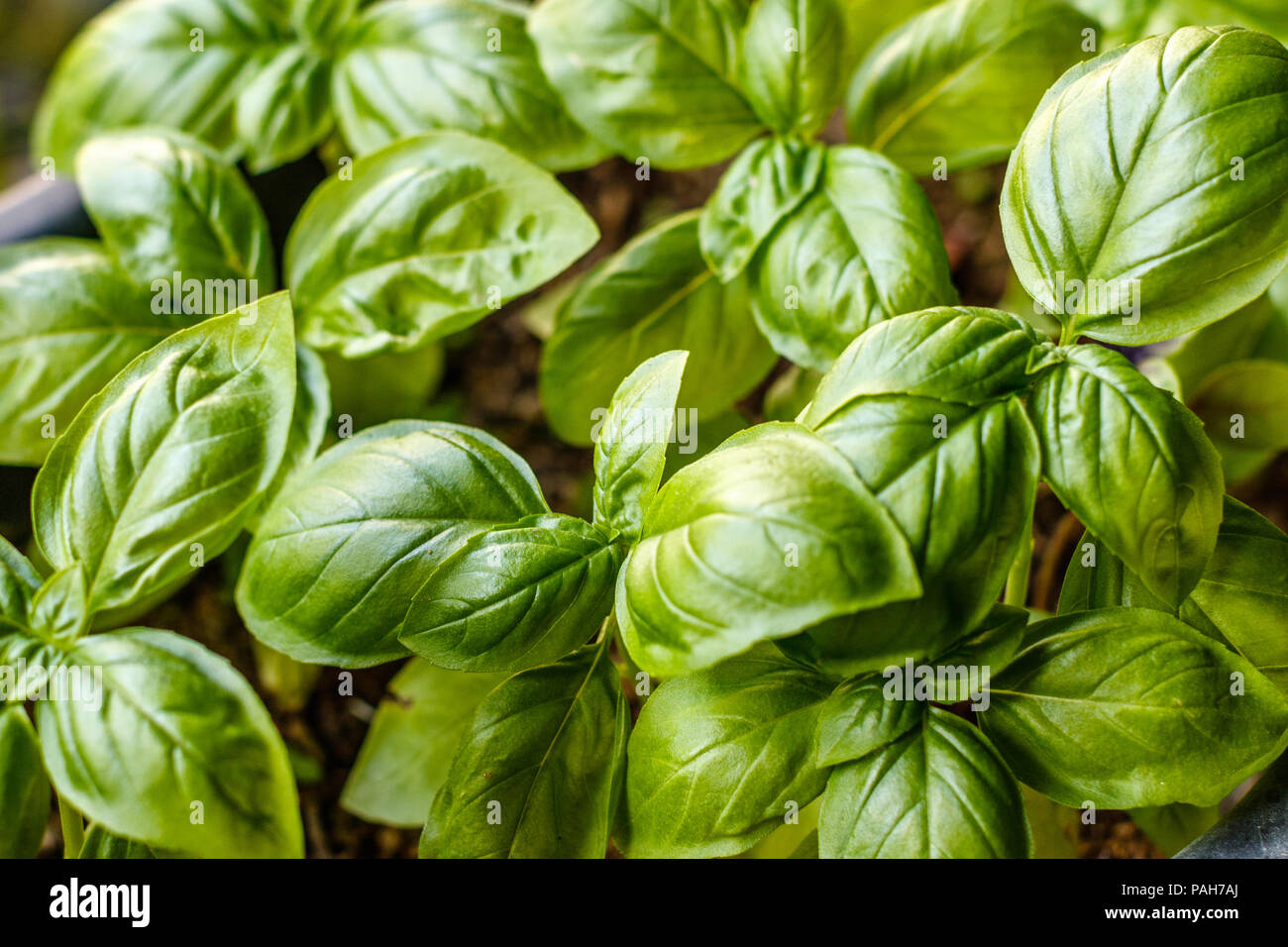 Growing basil plants, top view. Gardening, fresh greens. Cooking ...