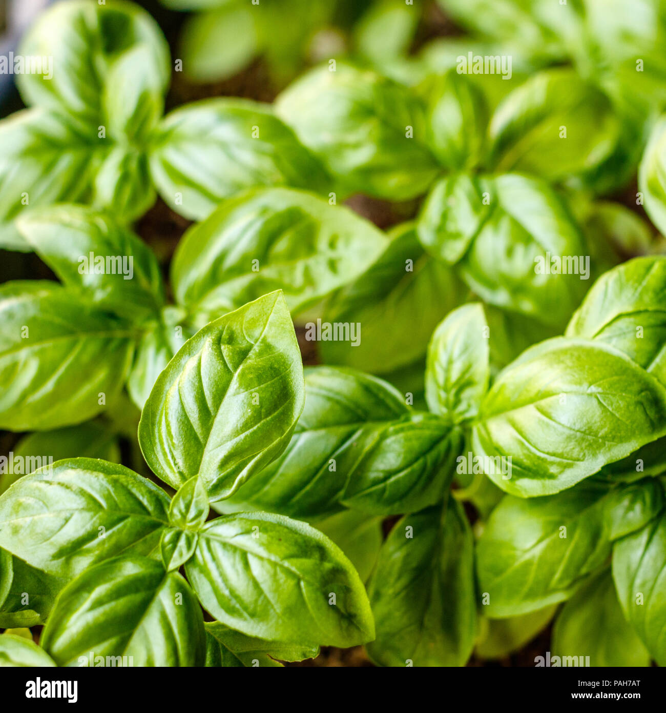 Growing basil plants, top view. Gardening, fresh greens. Cooking ...