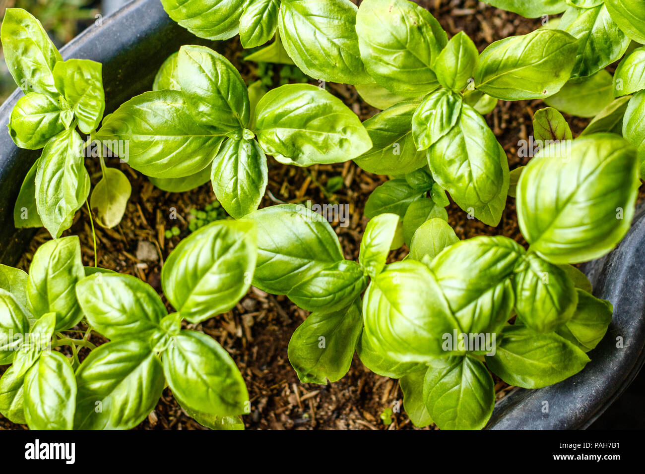 Growing basil plants, top view. Gardening, fresh greens. Cooking ...