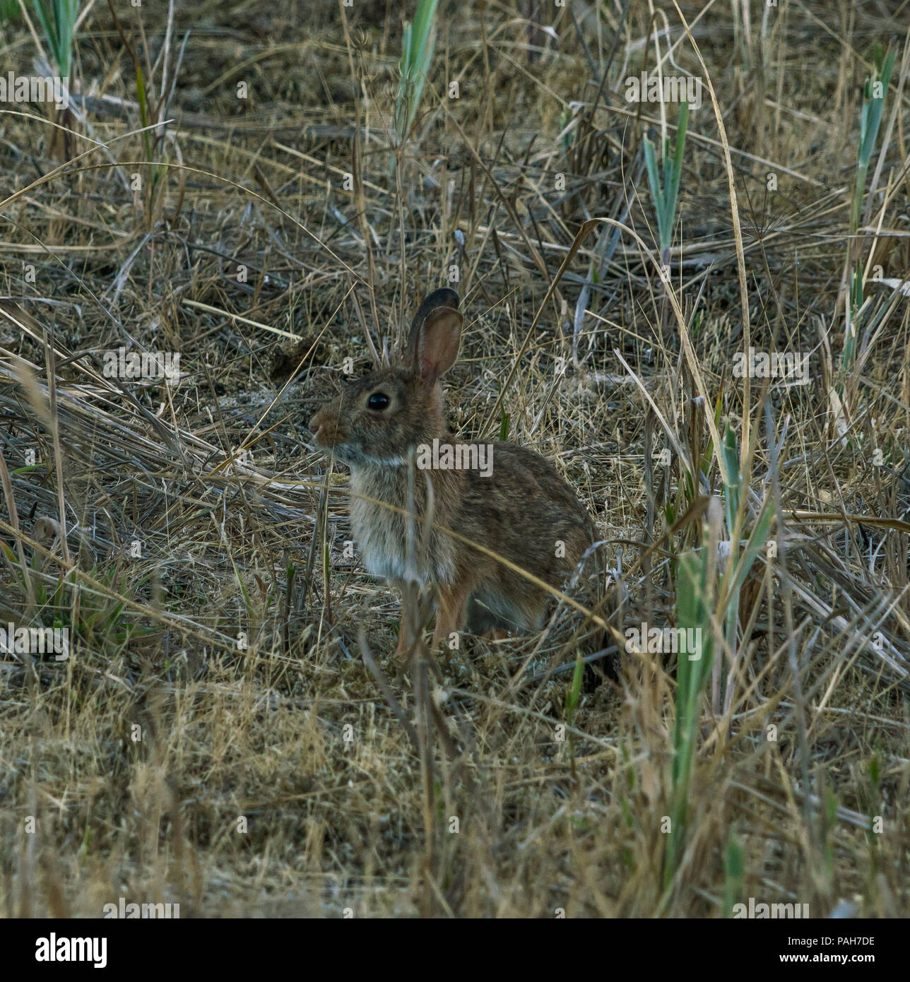 Domestic rabbit on lawn grass hi-res stock photography and images - Alamy