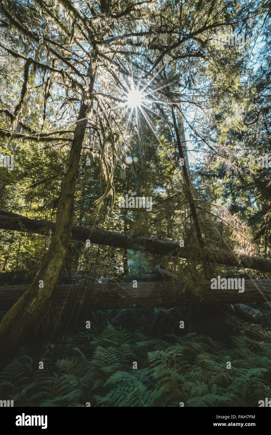 Victoria vancouver vegetation hi-res stock photography and images - Alamy