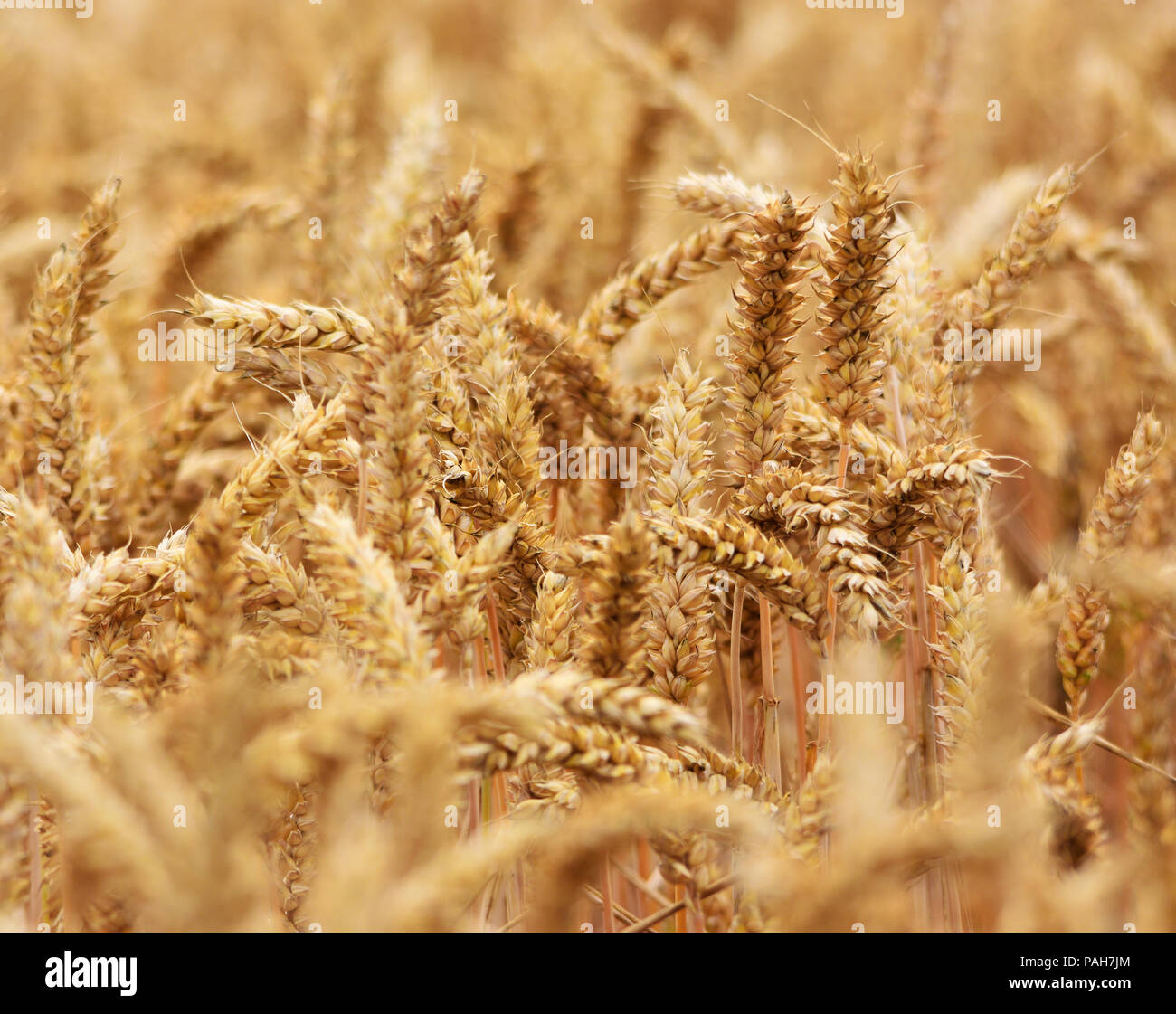 Wheat barley prices hi-res stock photography and images - Alamy