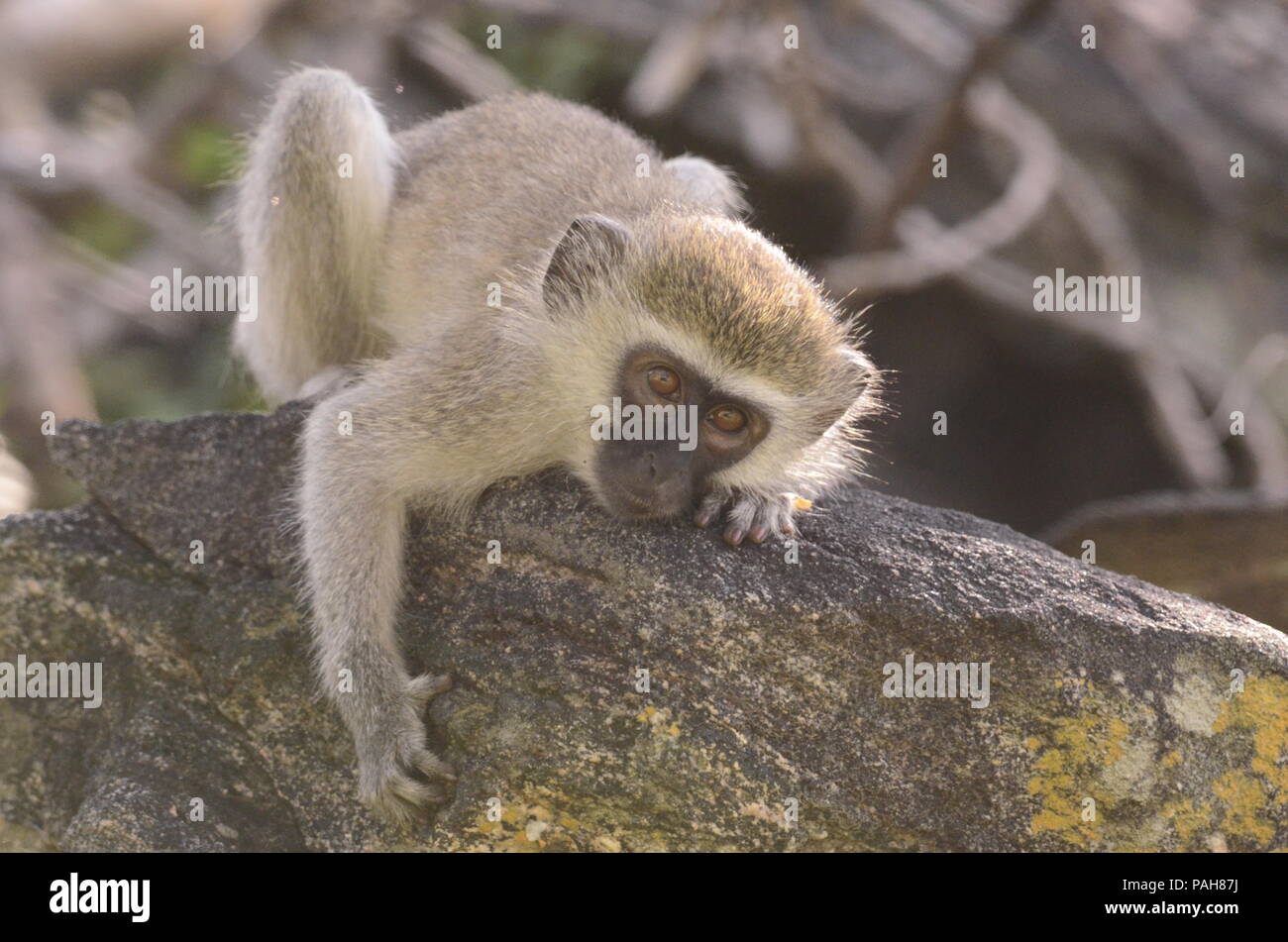 Cheeky monkey hi-res stock photography and images - Alamy