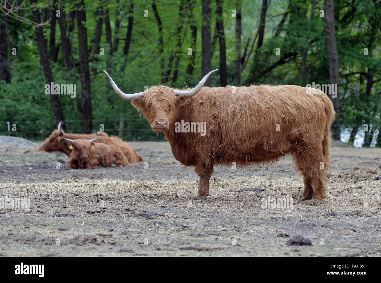 beef breed cows on the farm Stock Photo - Alamy