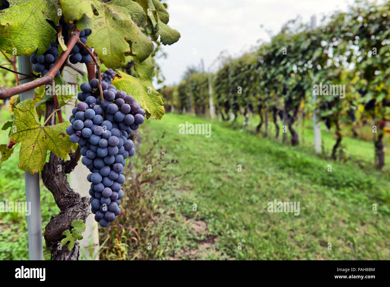 merlot grapes on the vine Stock Photo - Alamy