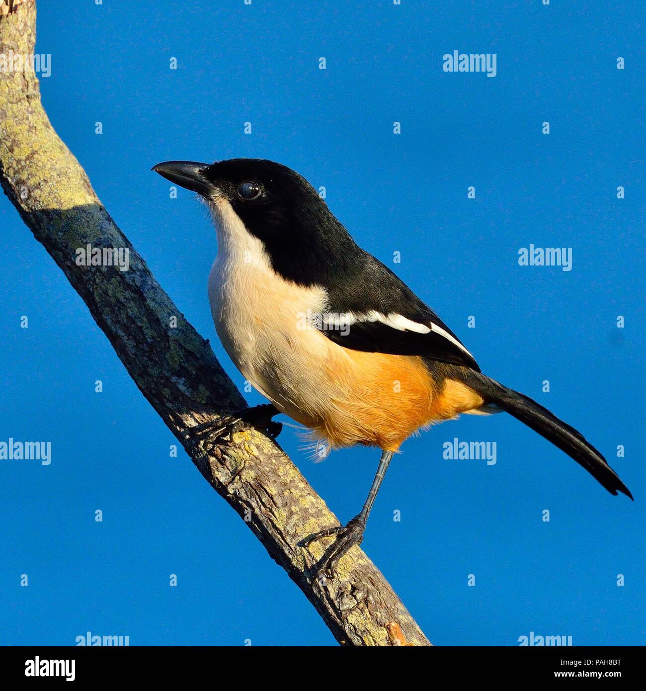 African boubou hi-res stock photography and images - Alamy