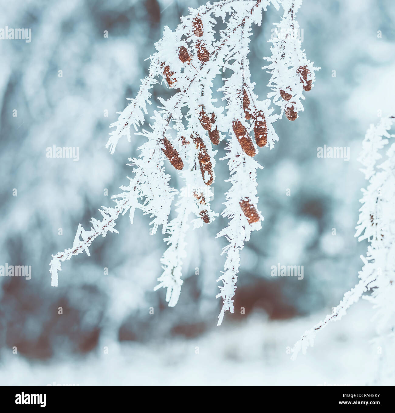 Frozen trees branches with snow and hoarfrost. Outdoor winter nature ...