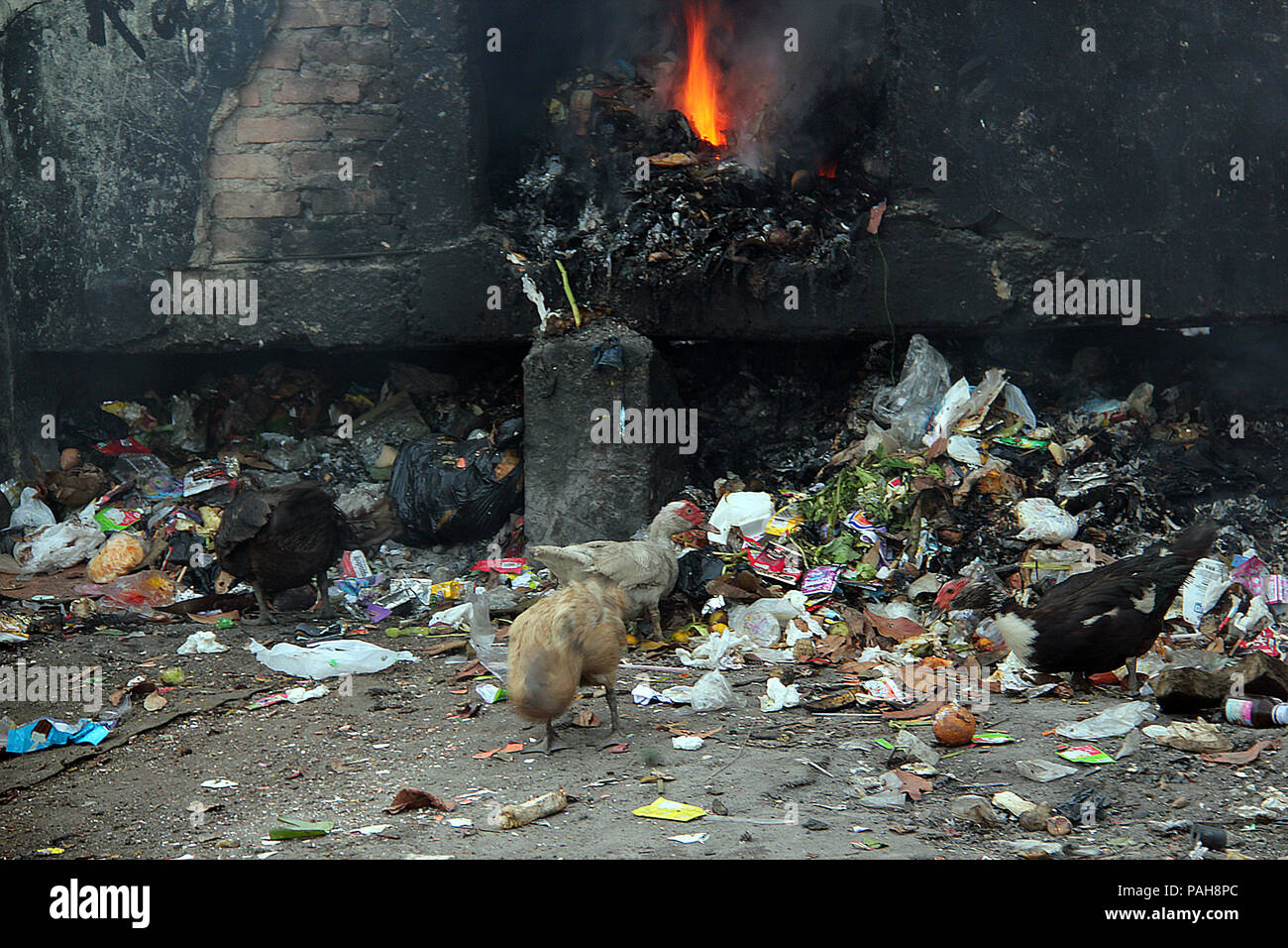 Plastic waste eaten duck and chicken near incenerator. Plastic ...