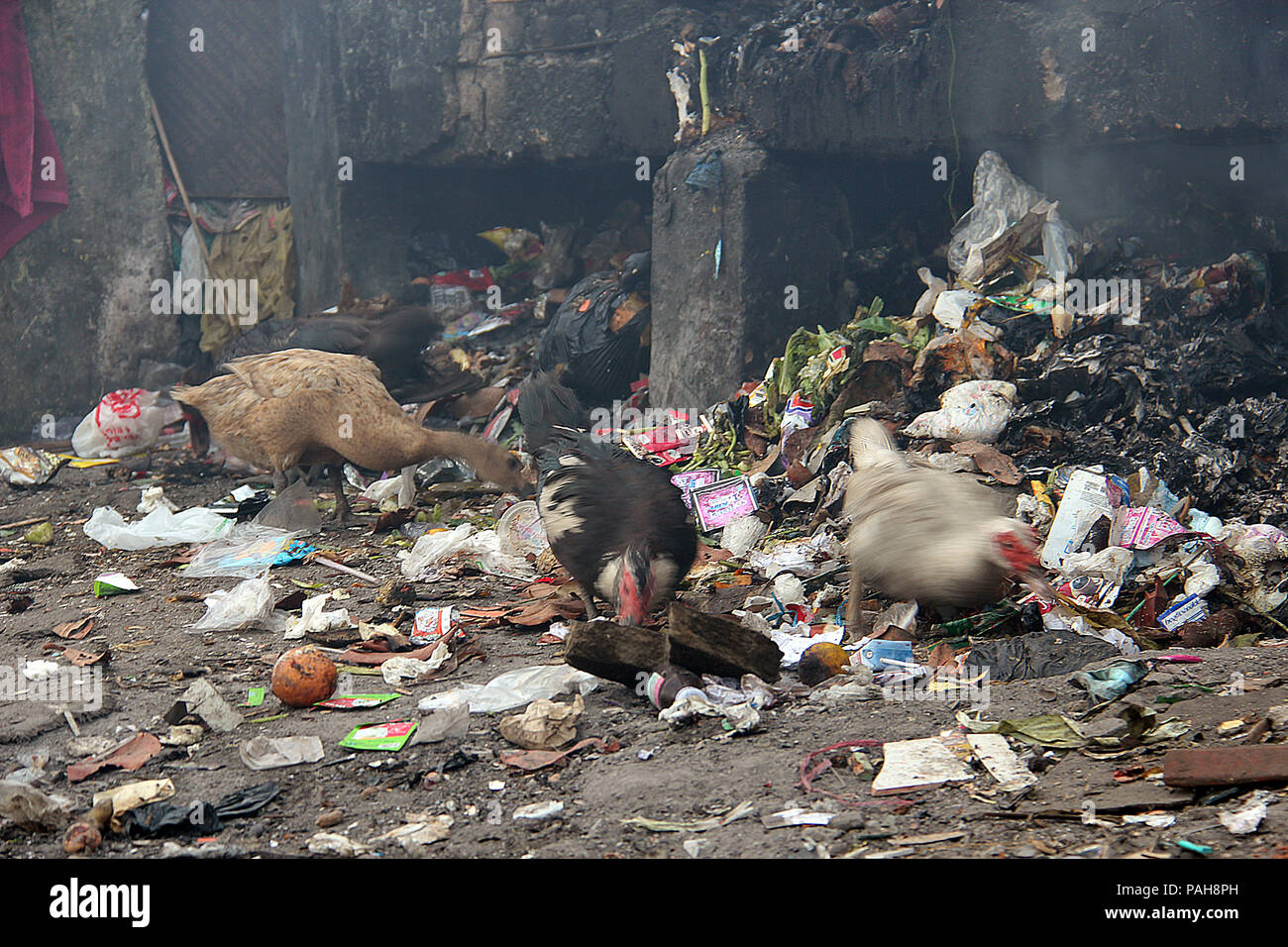 Plastic waste eaten duck and chicken near incenerator. Plastic ...