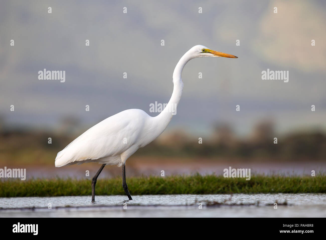 Tall slender long legged water bird hi-res stock photography and images ...