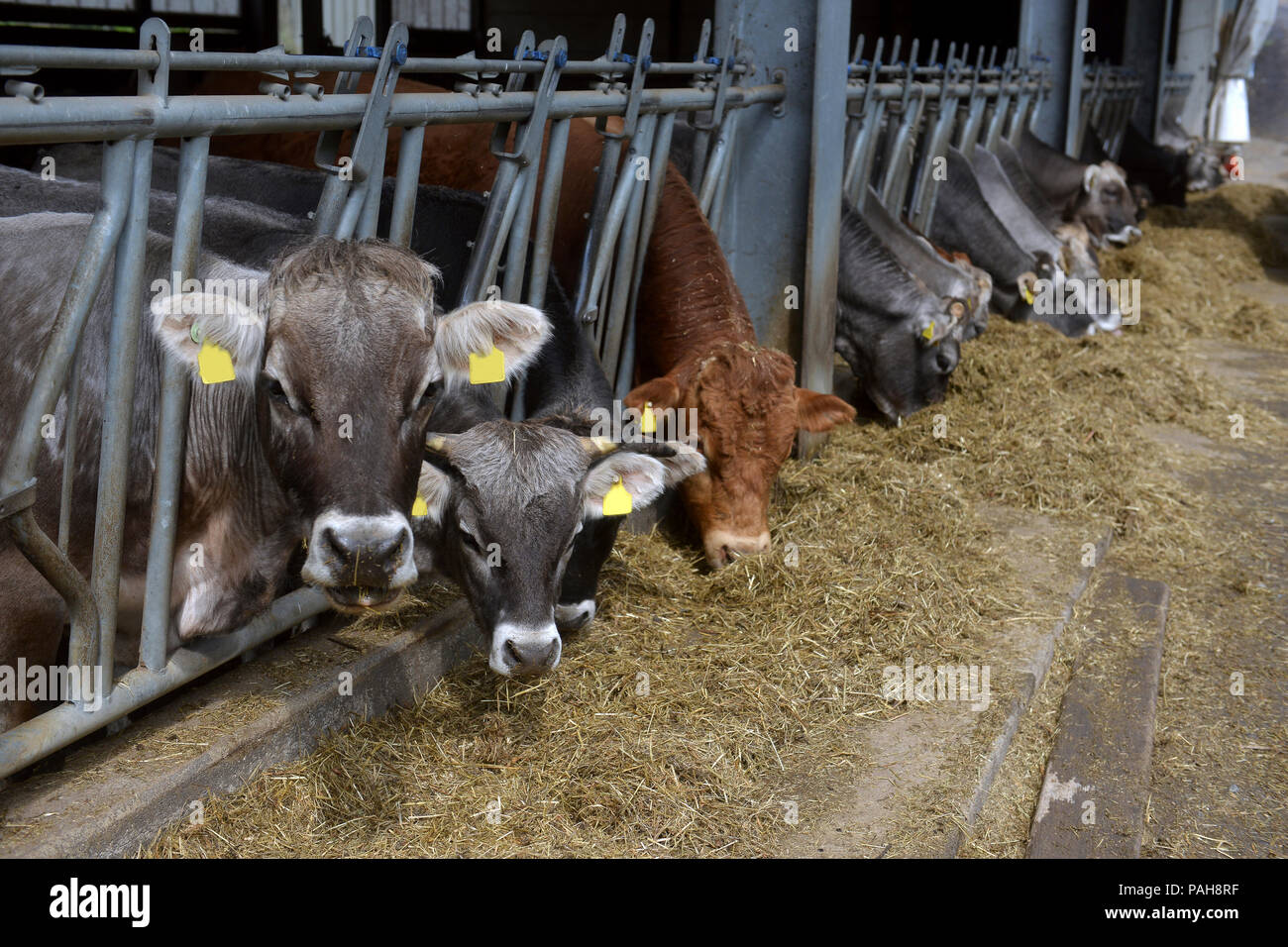 cows eat feed on the farm Stock Photo - Alamy