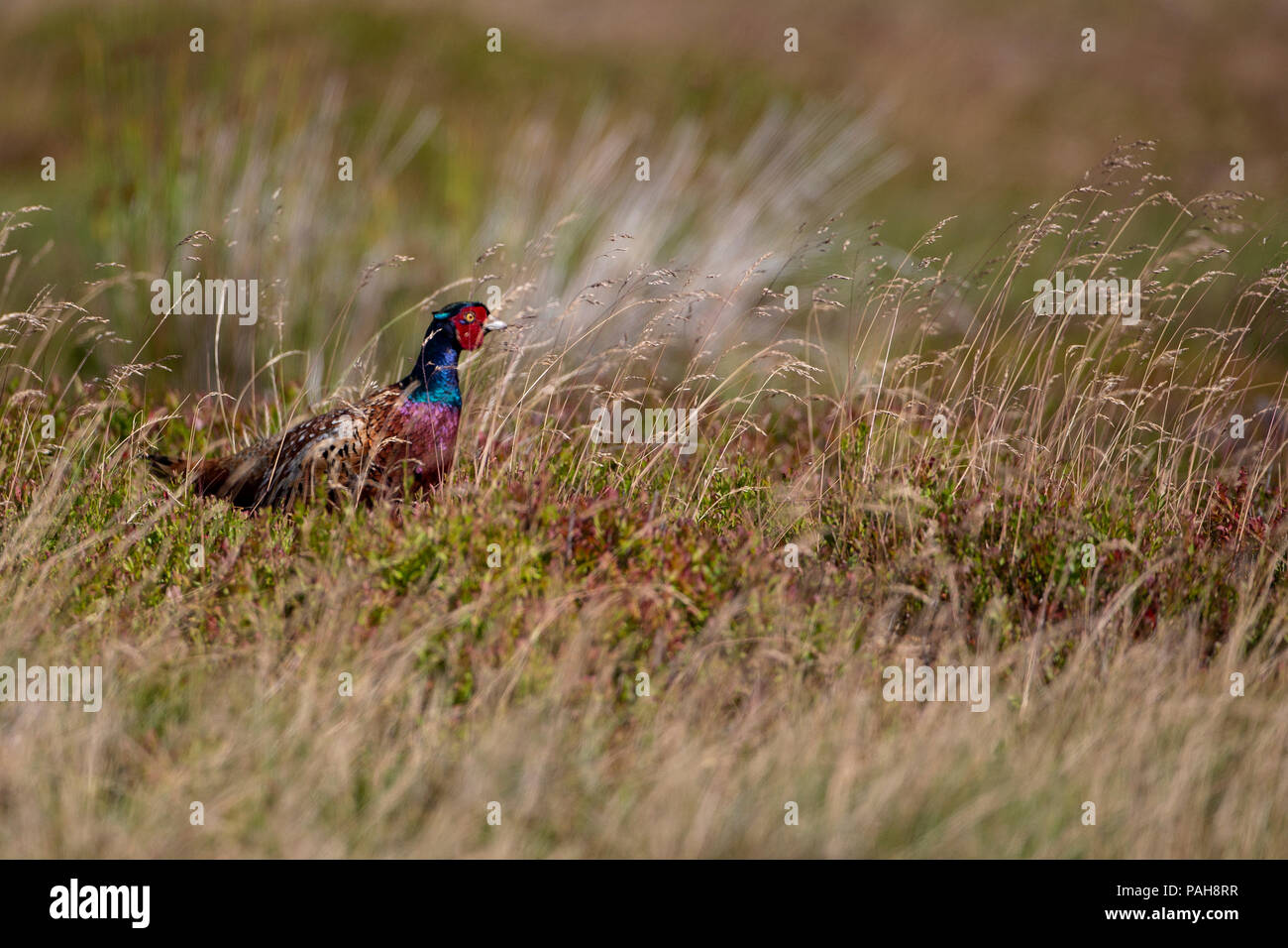 Common male pheasant Phasianus colchicus in wispy grassland on the ...