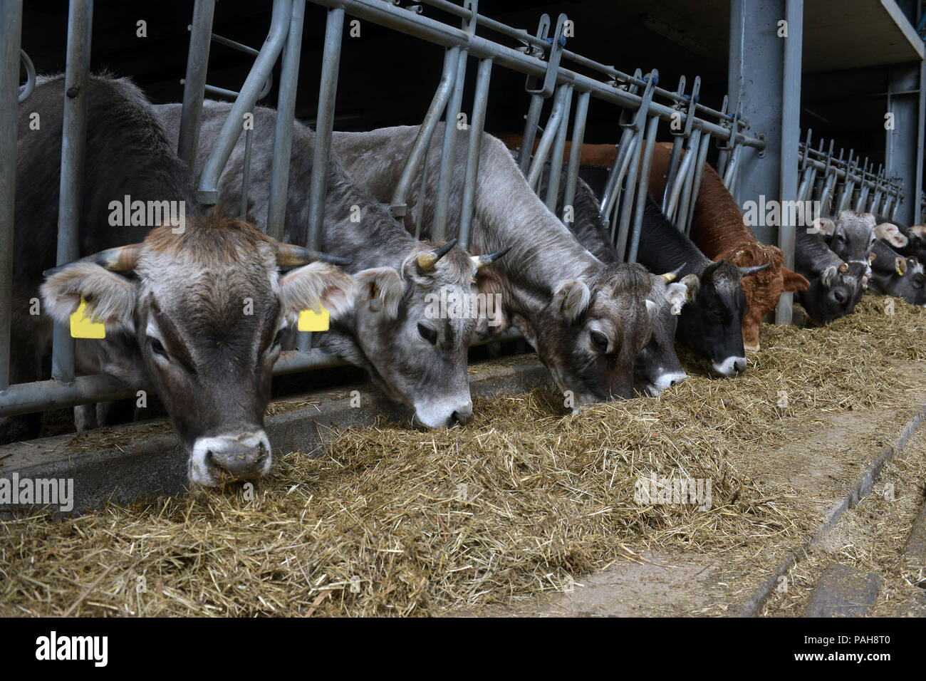 cows eat feed on the farm Stock Photo - Alamy