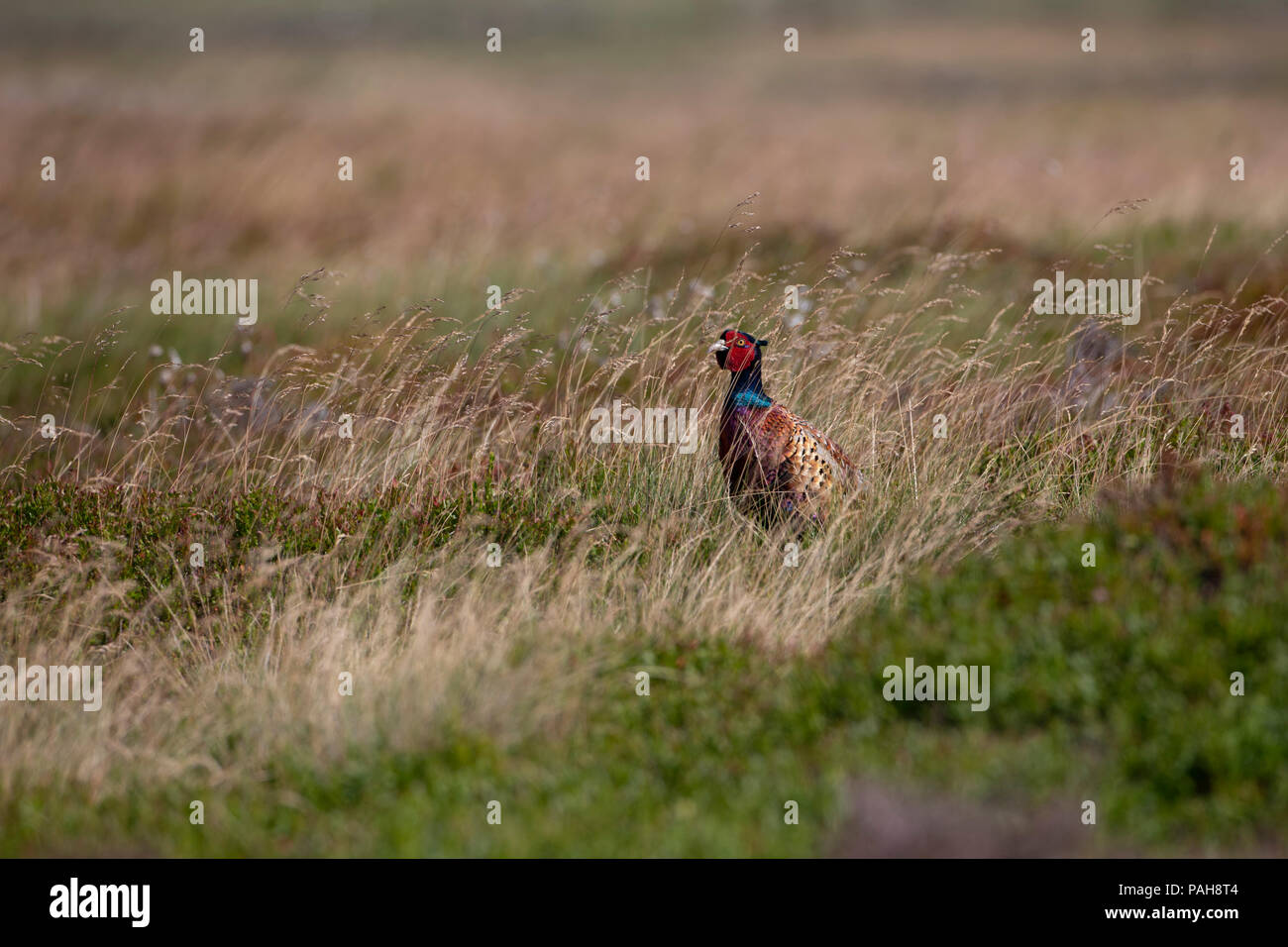 Common male pheasant Phasianus colchicus in wispy grassland on the ...